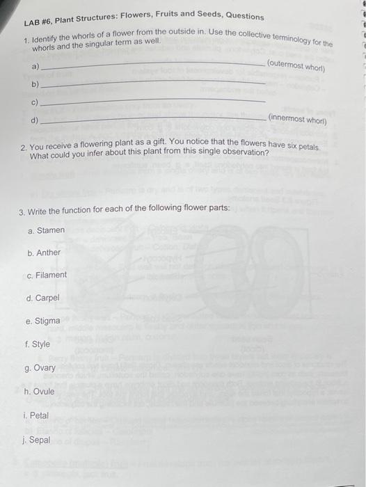 Solved LAB #6, Plant Structures: Flowers, Fruits and Seeds, | Chegg.com