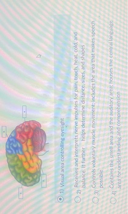 Solved 1) Visual area controlling eyesight 2) Receives and | Chegg.com