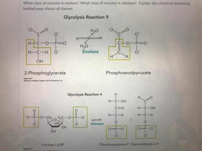 What class of enzyme is enolase? What class of enzyme | Chegg.com