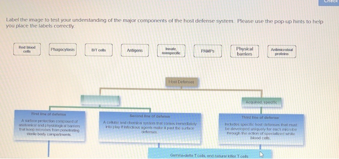 Solved CACER Label the image to test your understanding of | Chegg.com