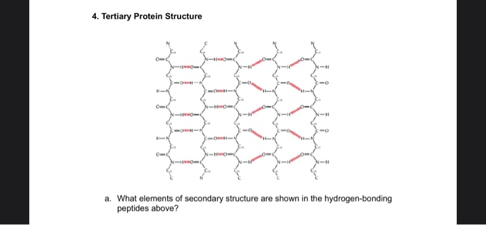 4. Tertiary Protein Structure S7 a. What elements of | Chegg.com