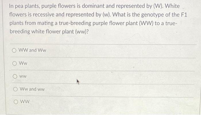 Solved In pea plants, purple flowers is dominant and | Chegg.com