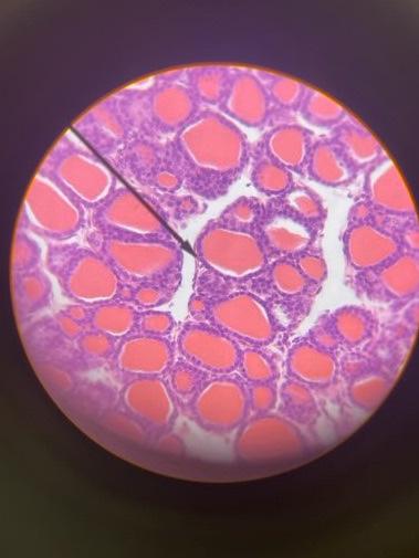 Histology drawings list andName of the Drawing: | Chegg.com