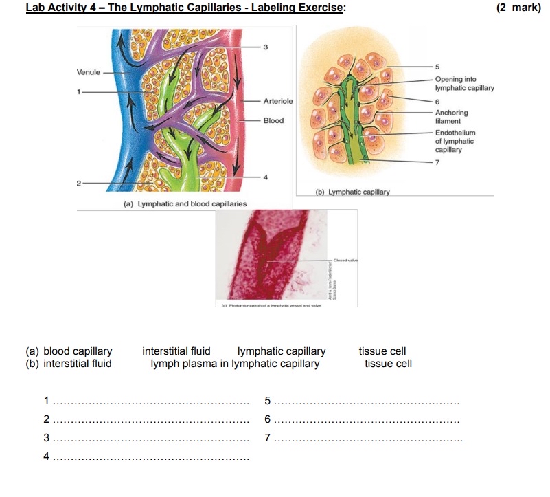 Solved Lab Activity 4 - ﻿The Lymphatic Capillaries - | Chegg.com