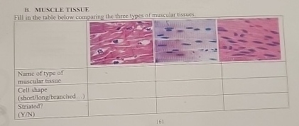 Solved B. ﻿MUSCLE TISSUEFill in the table below comparing | Chegg.com