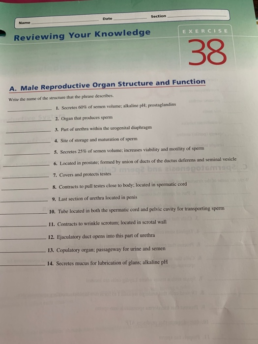 Solved Date Section Name EXERCISE Reviewing Your Knowledge | Chegg.com