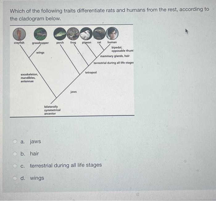 Solved Which of the following traits differentiate rats and | Chegg.com