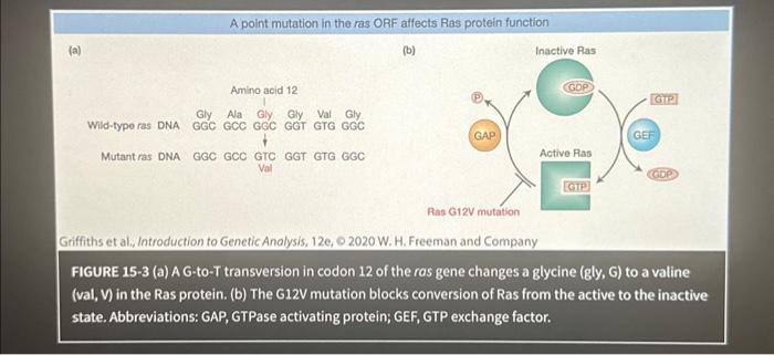 Solved 3. In Figure 15-3, are there any other single base | Chegg.com
