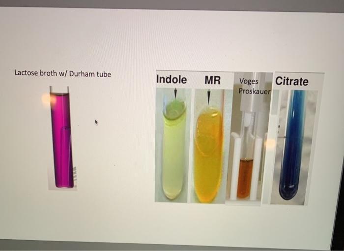Solved Lactose broth w/ Durham tube Indole MR Voges Citrate | Chegg.com