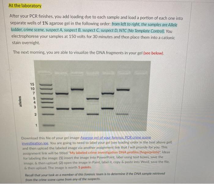 Solved At the laboratory After your PCR finishes, you add | Chegg.com