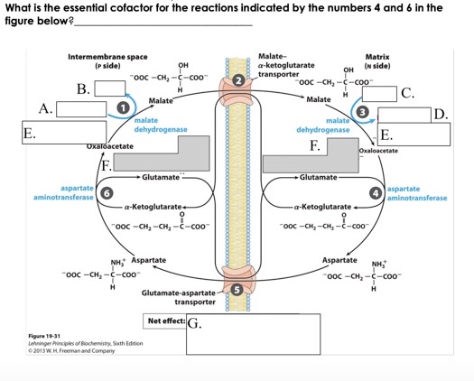Solved Fill in boxes A-G. ﻿For E and F, ﻿what is the | Chegg.com