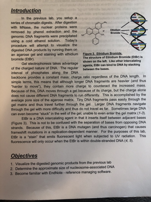 Solved 1. If we ran single-stranded DNA fragments in a lane | Chegg.com
