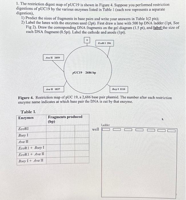 Solved 1. The restriction digest map of pUC19 is shown in | Chegg.com