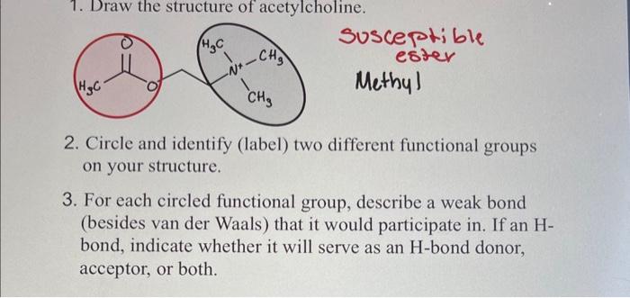 Solved 1. Draw the structure of acetylcholine. Susceptible | Chegg.com