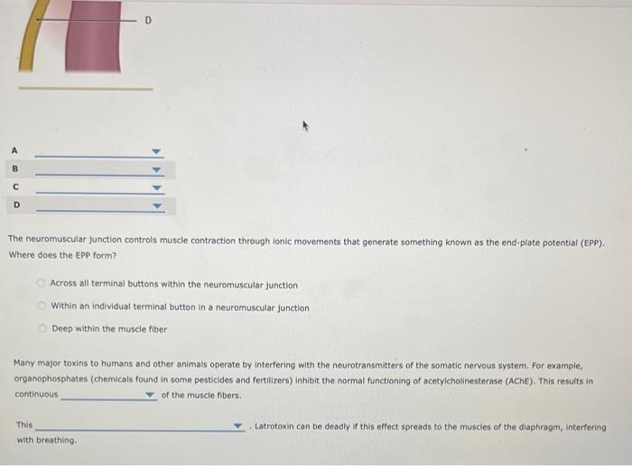 Solved 3. Somatic nervous system and neuromuscular junctions | Chegg.com