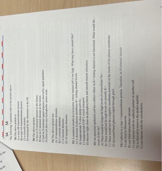 Solved The following 3 questions refer to the protein above. | Chegg.com