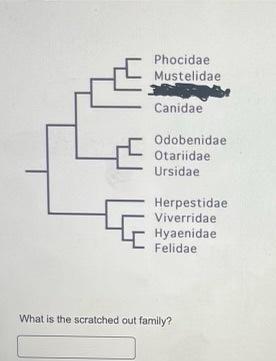 Solved What is the scratched out family? | Chegg.com