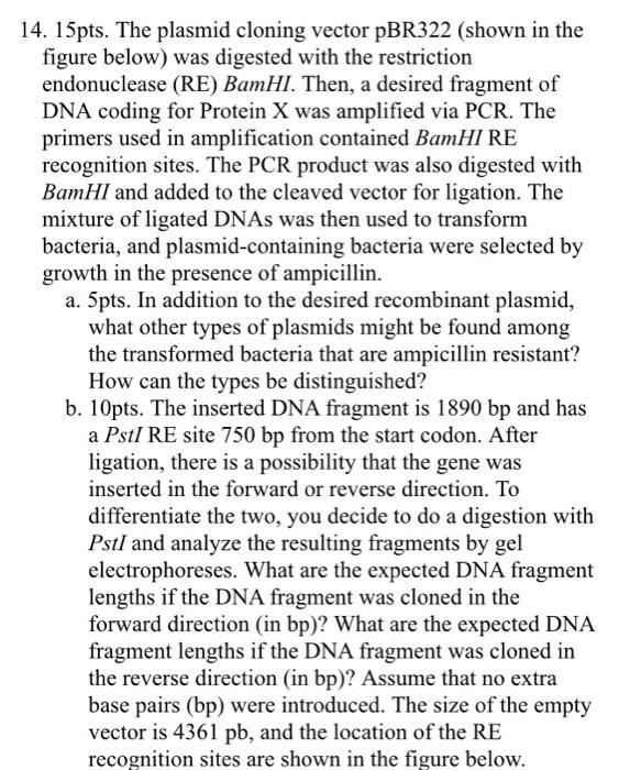 Solved 14. 15pts. The plasmid cloning vector PBR322 (shown | Chegg.com