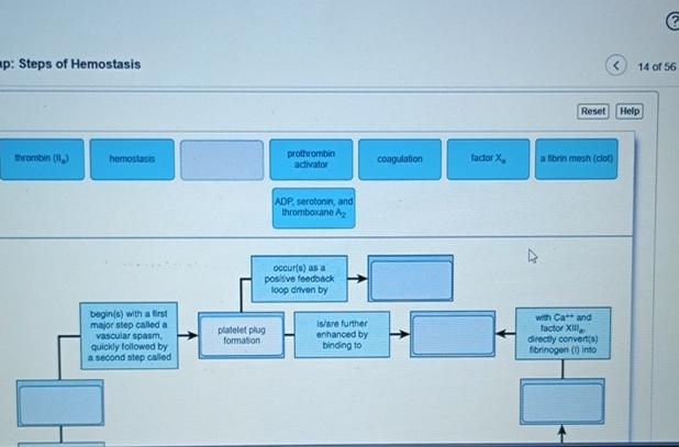 Solved p: Steps of Hemostasis14 ﻿of 56HelpADP, serotonin, | Chegg.com