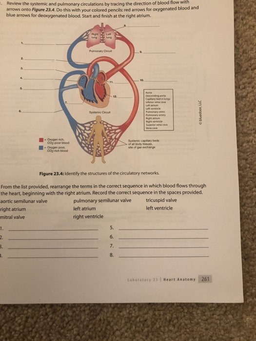 Solved Review the systemic and pulmonary circulations by | Chegg.com