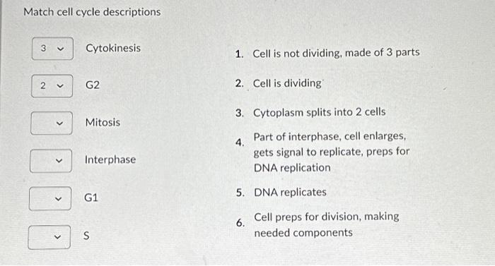 Solved Match cell cycle descriptions Cytokinesis G2 Mitosis | Chegg.com
