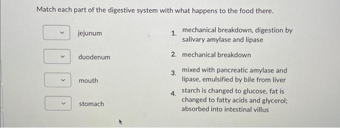 Solved Match each part of the digestive system with what | Chegg.com