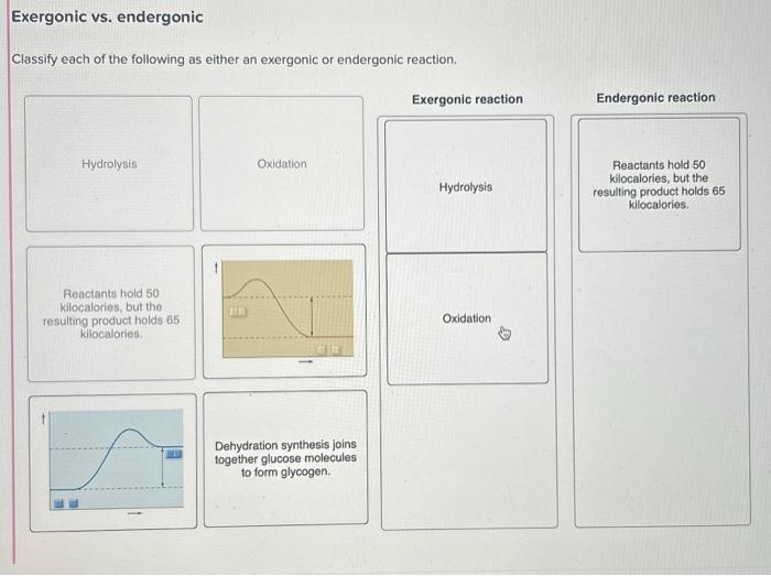 Solved Classify each of the following as either an exergonic | Chegg.com