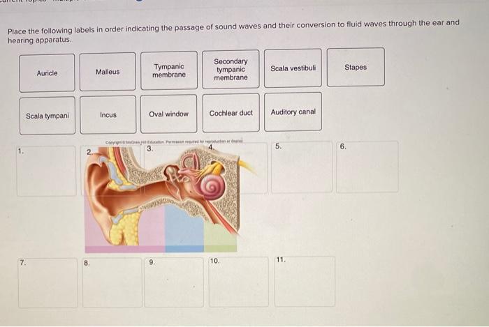Solved Place the following labels in order indicating the | Chegg.com