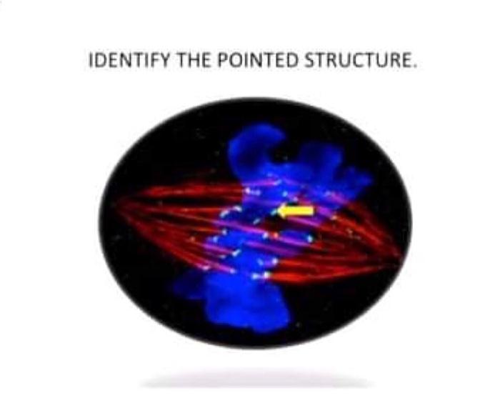 Solved IDENTIFY THE POINTED STRUCTURE. IDENTIFY THE | Chegg.com Solved IDENTIFY THE POINTED STRUCTURE. IDENTIFY THE | Chegg.com