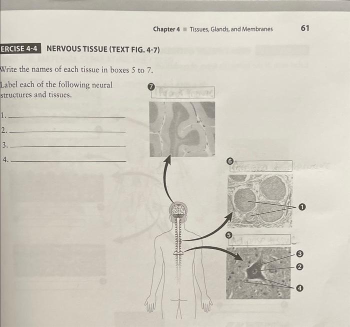 Chapter 4 = Tissues, Glands, and Membranes NERVOUS | Chegg.com