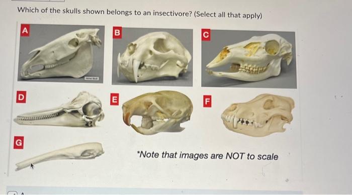 Which of the skulls shown belongs to an insectivore? | Chegg.com