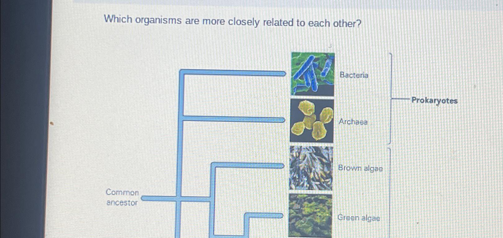 Solved Which organisms are more closely related to each | Chegg.com