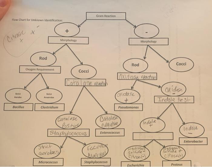 Solved Gram Reaction Flow Chart for Unknown identification: | Chegg.com