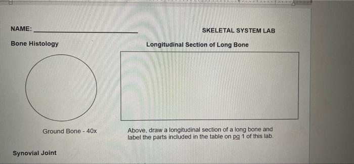 Solved NAME: SKELETAL SYSTEM LAB Bone Histology Longitudinal | Chegg.com