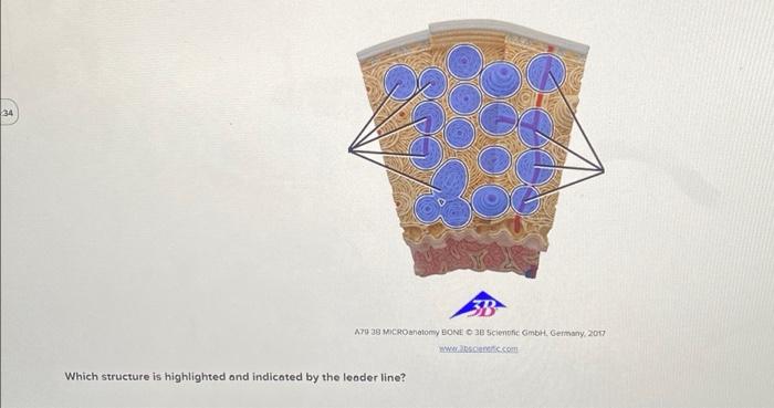Solved Which structure is highlighted and indicated by the | Chegg.com