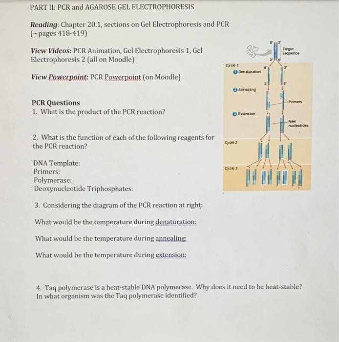 Solved PART II: PCR and AGAROSE GEL ELECTROPHORESIS Reading: | Chegg.com