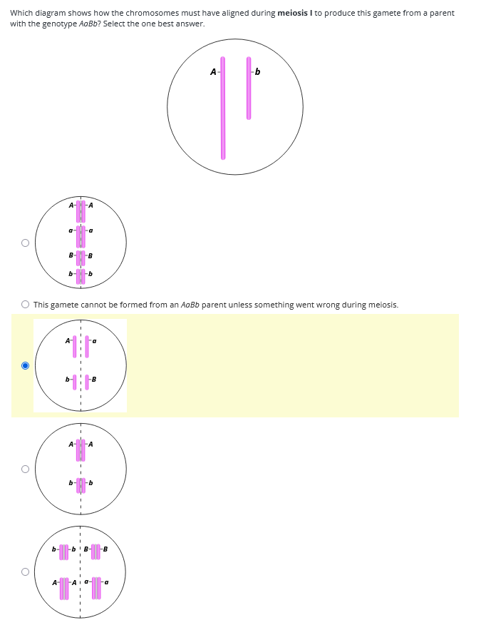 Solved Which diagram shows how the chromosomes must have | Chegg.com