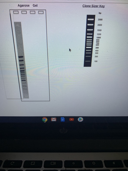 Solved B. Using the restriction enzyme map of PBR322. | Chegg.com