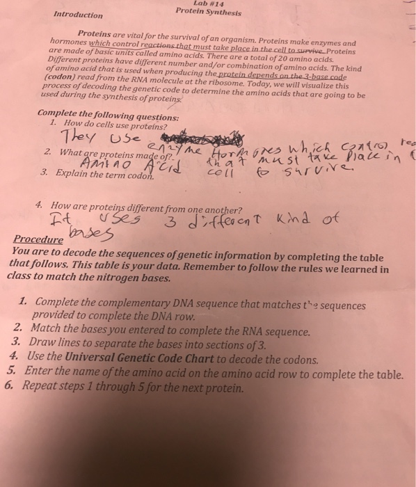 Solved Lab #14 Protein Synthesis Introduction Proteins are | Chegg.com