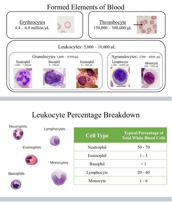 Solved Formed Elements of Blood Erythrocytes 4.4 -6.0 | Chegg.com