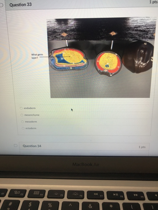 Solved Question 32 1 pts Name the structure? OV cytoproct | Chegg.com