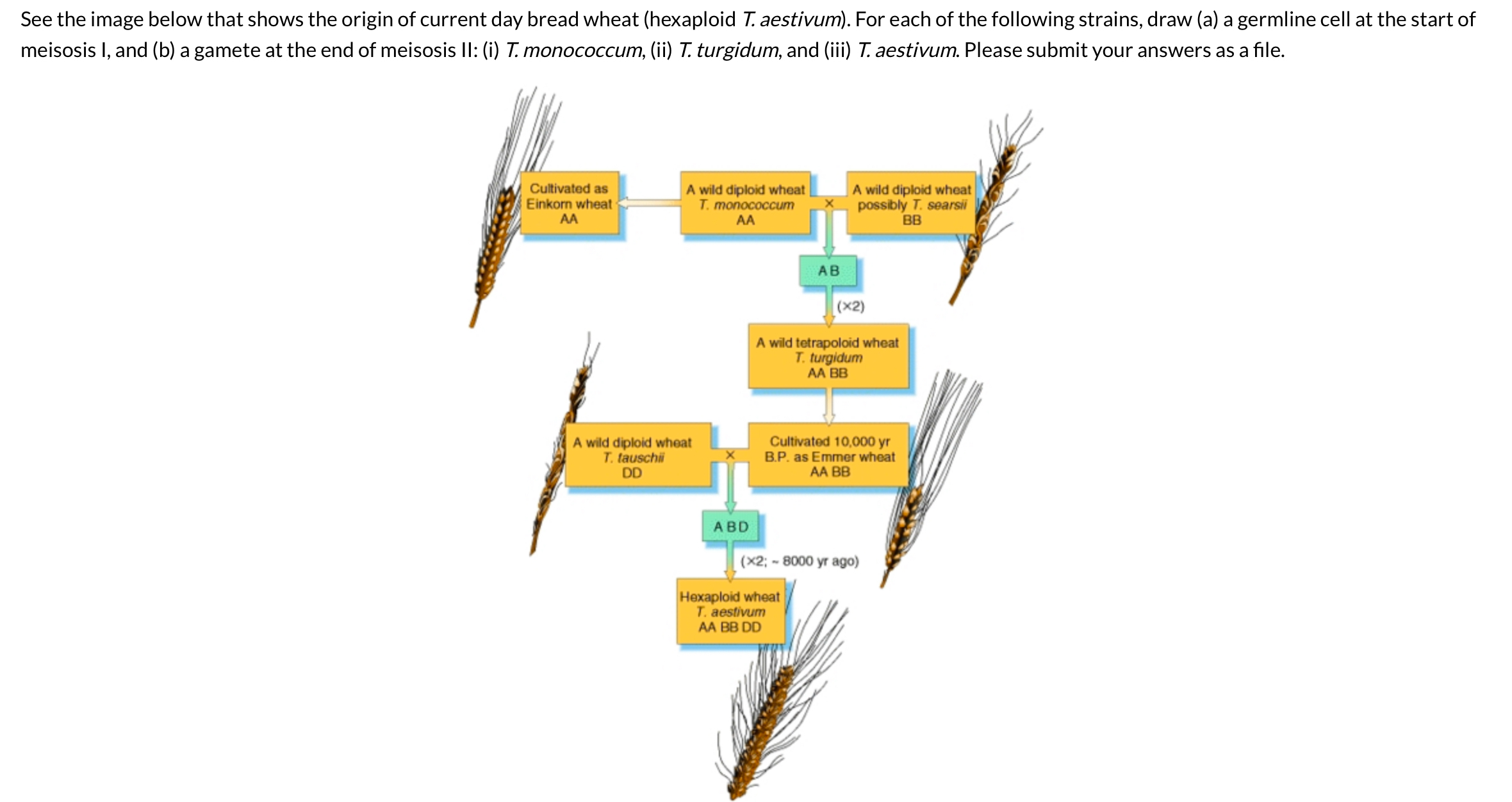 Solved DRAW OUT, do not just explain. I am a visual learner. | Chegg.com