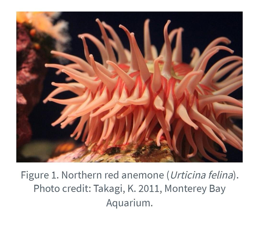 Solved Figure 1. Northern red anemone (Urticina felina). | Chegg.com