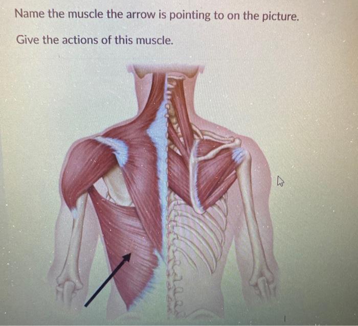 Solved Name the muscle the arrow is pointing to on the | Chegg.com