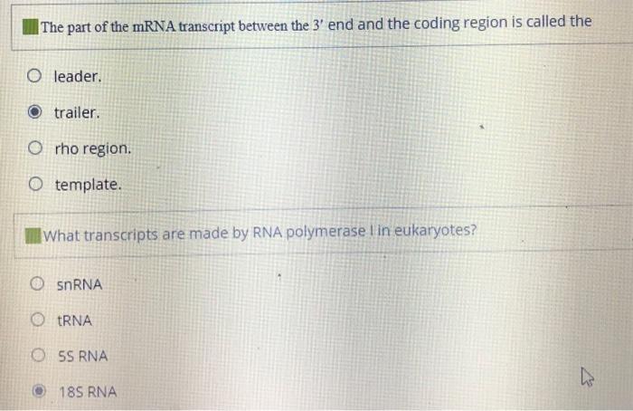Solved The part of the mRNA transcript between the 3' end | Chegg.com