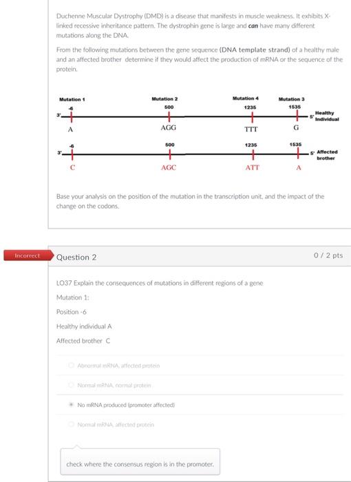 Solved The following eukaryotic DNA sequence is a made up | Chegg.com