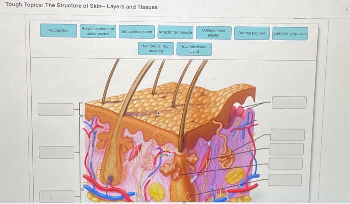 Each layer of the skin is composed of a different | Chegg.com