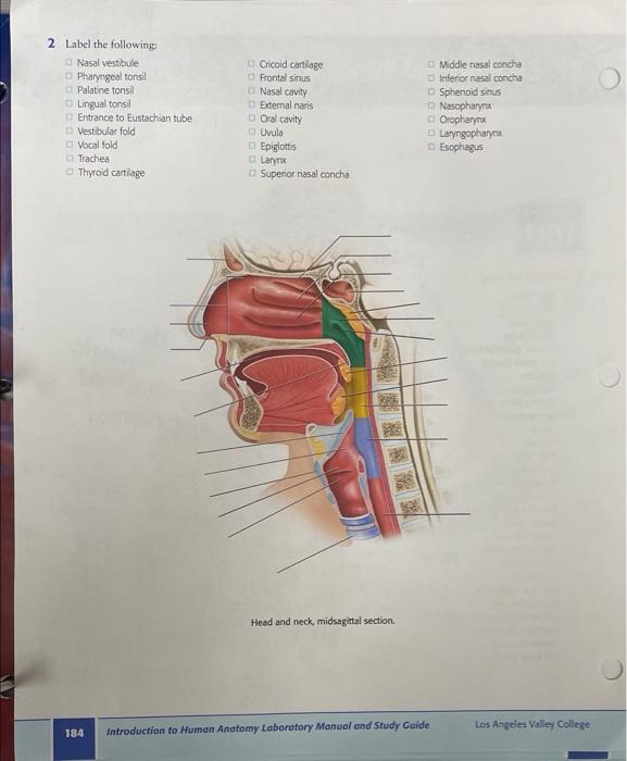 Solved 2 Label the following Nasal vestibule Pharyngeal | Chegg.com