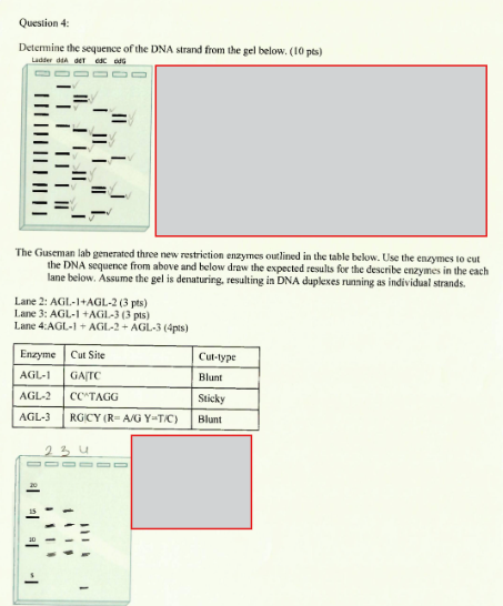 Solved Question 4:Determine the sequence of the DNA strand | Chegg.com