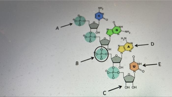Solved 1. Is this polynucleotide an example of DNA or RNA? | Chegg.com